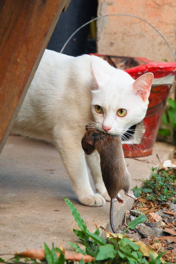 Cat hunted a rat stock photo. Image of lawn, beautiful - 43989624