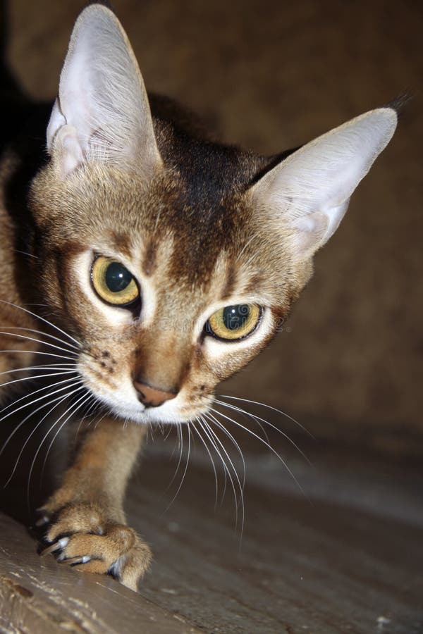 Cat - hunter stock photo. Image of eyes, hunter, beast - 219871588