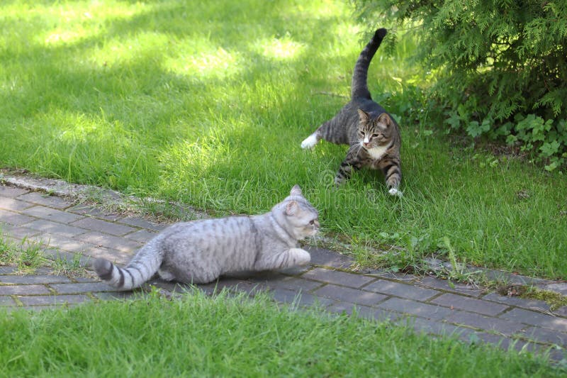 The cat is a hunter. stock image. Image of plant, hunter - 230614101