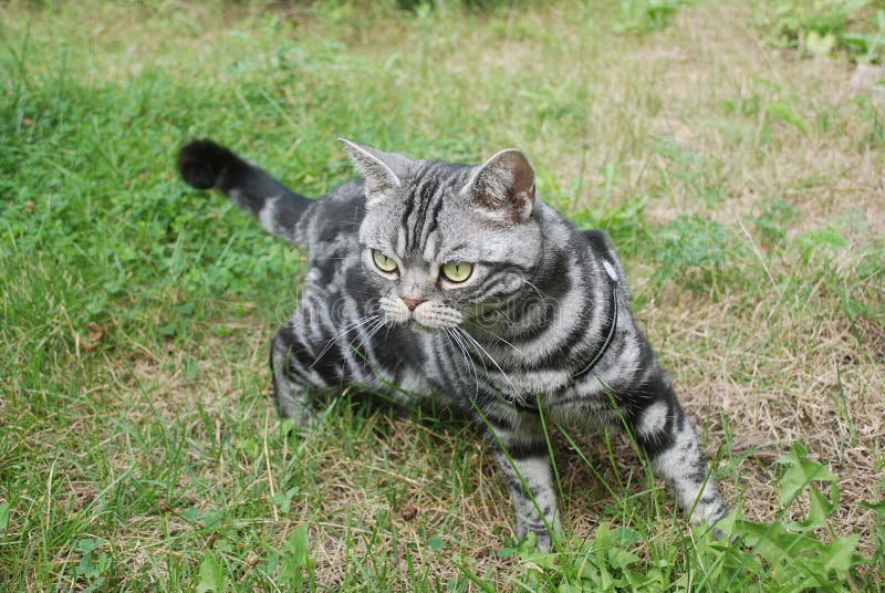 Cat hunting stock image. Image of prowl, kitten, whisker - 10704857