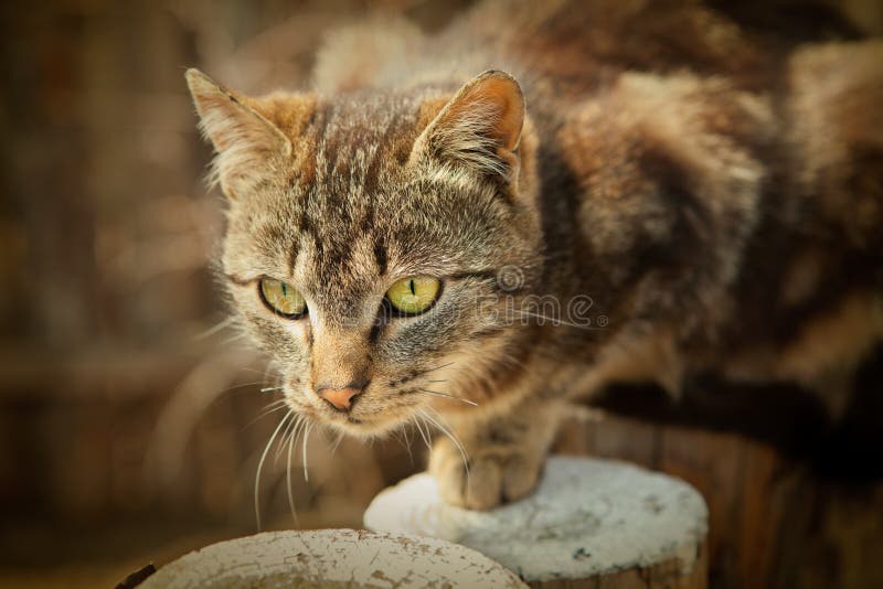 Cat stock photo. Image of hunting, hearing, allergens - 3759904