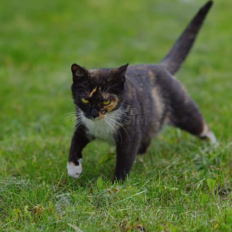 Cat hunting stock photo. Image of black, background, carnivore - 71722582