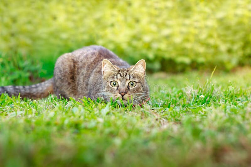 A Brown Cat With Hunting Pose Stock Image - Image of cute, portrait ...