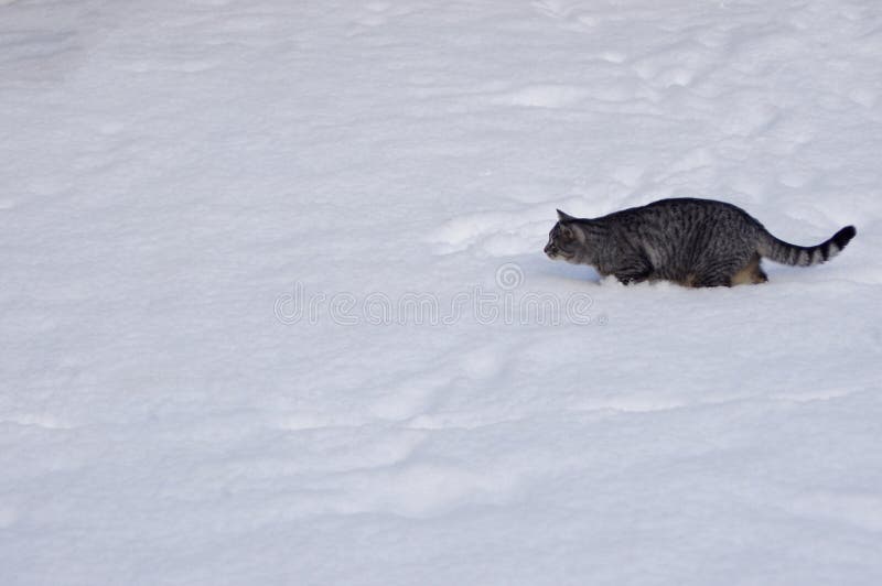 Cat Hunting stock photo. Image of animal, gery, predator - 91867032