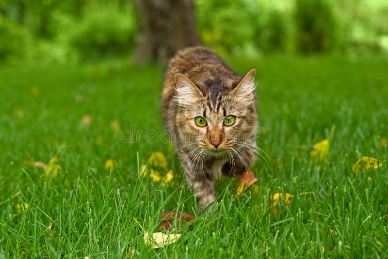 Cat is hunting stock photo. Image of playing, colorful - 5859998