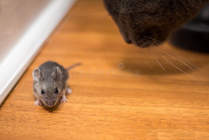 Cat hunting for a mouse stock image. Image of prey, trap - 114478331