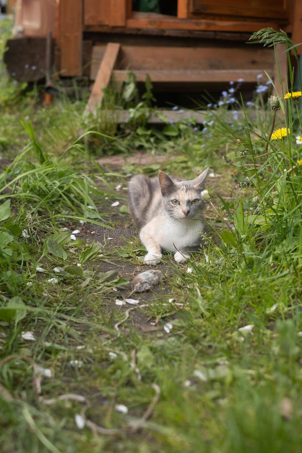 Cat Hunting the Mouse in the Garden. Young Cat Catching a Mouse. Stock ...