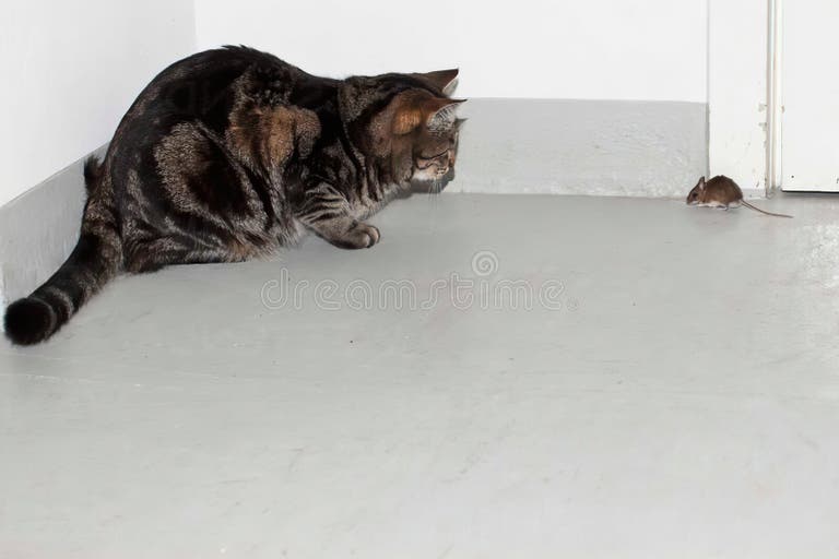 Cat is Hunting for a Mouse in the Room. Stock Image - Image of staring ...