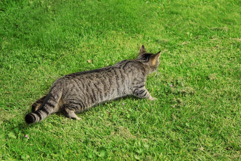 Tabby Cat Hunting stock photo. Image of feline, mammals - 1144158