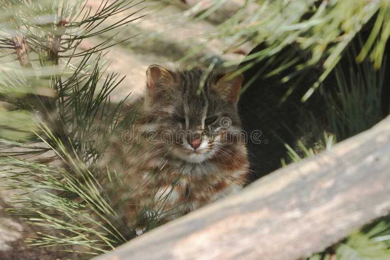 Cat hunting under tree stock photo. Image of home, kitten - 378022766