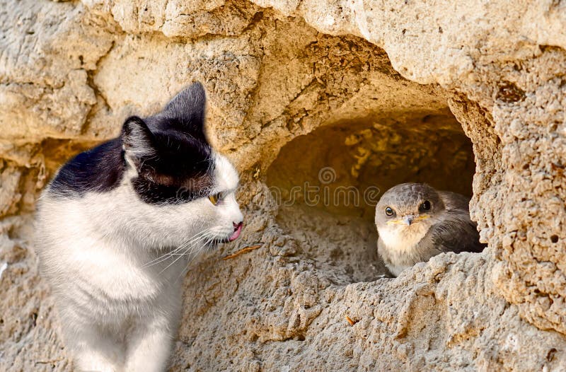 Cat Hunts on a Bird in Nest Stock Image - Image of feeding, animality ...