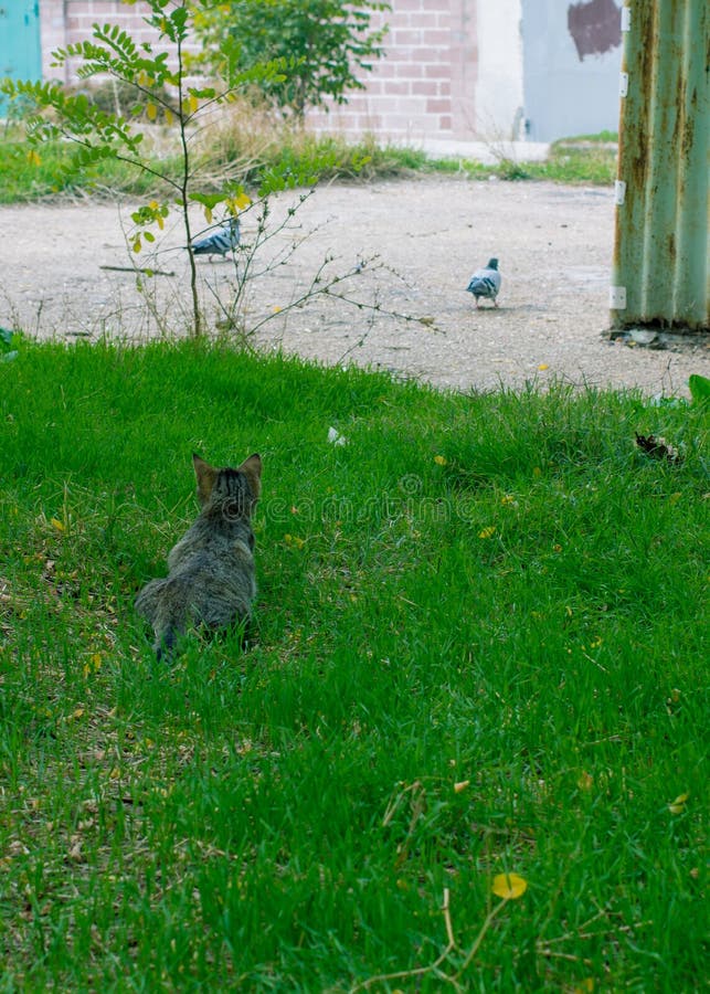 Cat hunts birds stock image. Image of birds, hunter, prey - 60014281