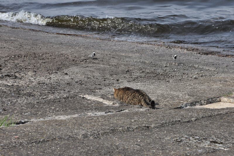 Cat hunts for birds stock photo. Image of camouflage - 71689102