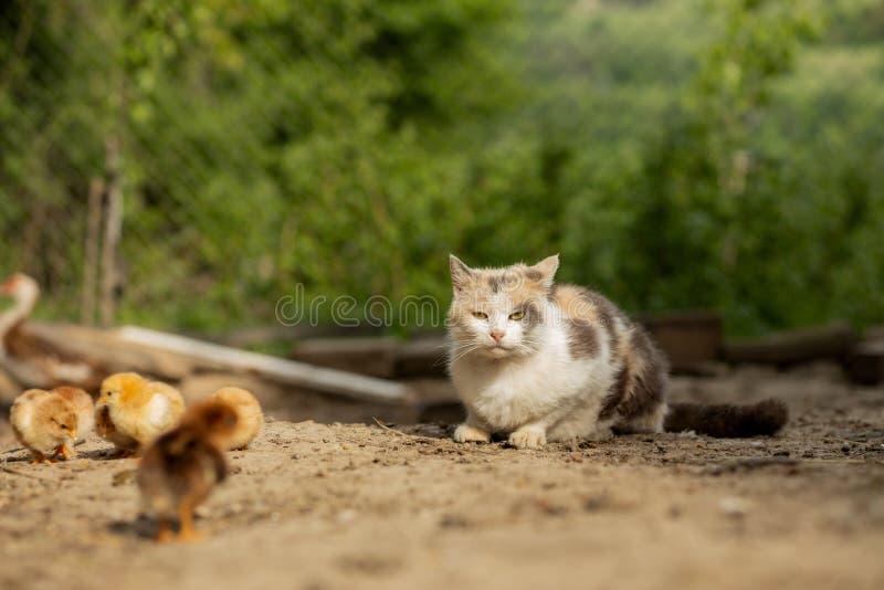 Cat Hunts on Little Chicken in the Yard Stock Photo - Image of hatched ...