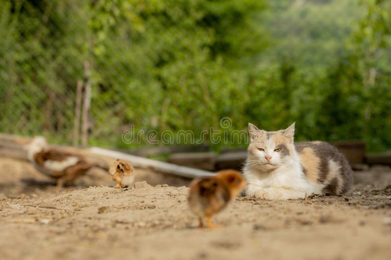 Cat Hunts on Little Chicken in the Yard Stock Photo - Image of chicken ...
