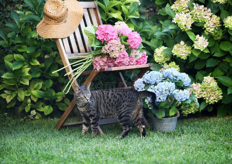 Cat and hydrangea flowers stock photo. Image of bunch - 157670308