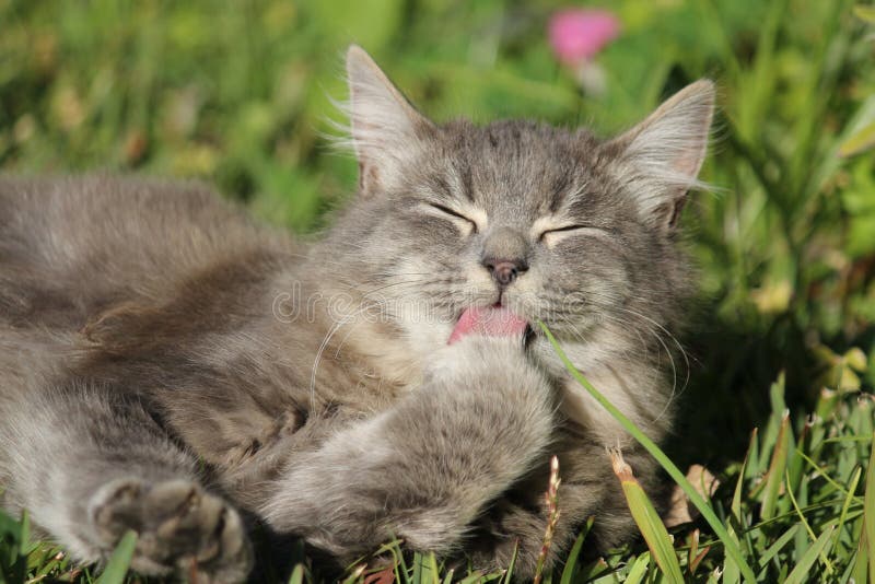 Cat Hygiene stock photo. Image of grey, tongue, ears - 20013752