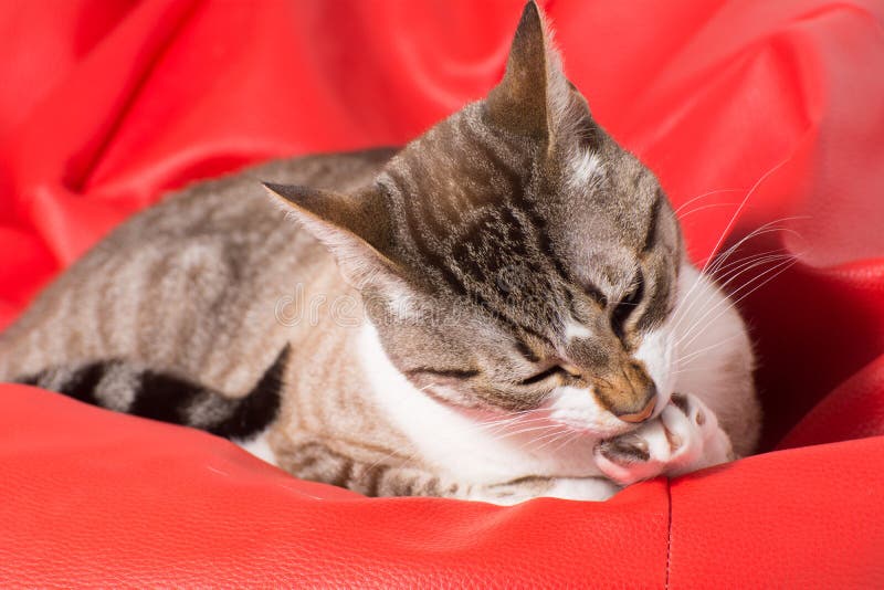 Cat hygiene stock image. Image of relaxing, cleaning - 71668079
