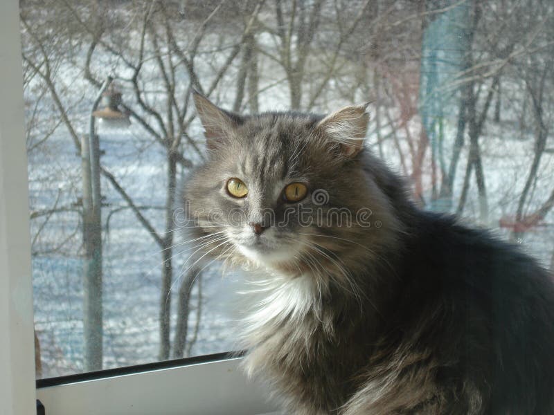 Cat Barsik Stock Photos - Free & Royalty-Free Stock Photos from Dreamstime