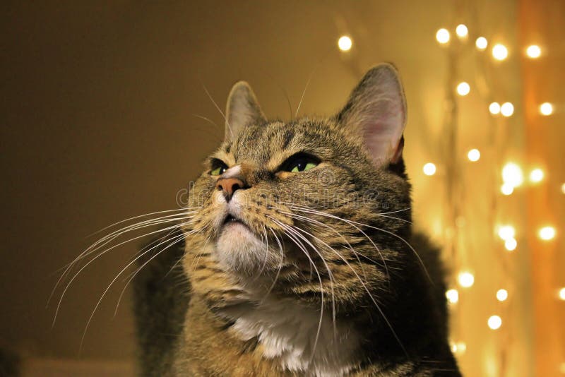 Ida Peers Stock Photos - Free & Royalty-Free Stock Photos from Dreamstime