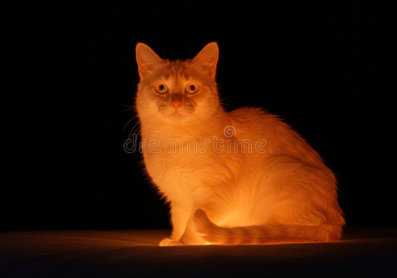 Cat Illuminated by Candle Light in Dark Room Setting with Mysterious ...