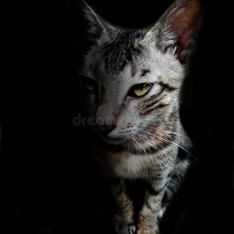 Cat image stock image. Image of dark, angry - 125025787