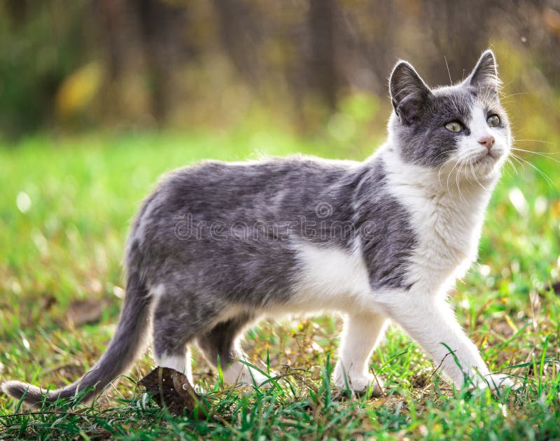 Ladybug Short Hair Stock Photos - Free & Royalty-Free Stock Photos from ...