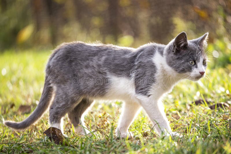 Ladybug Short Hair Stock Photos - Free & Royalty-Free Stock Photos from ...