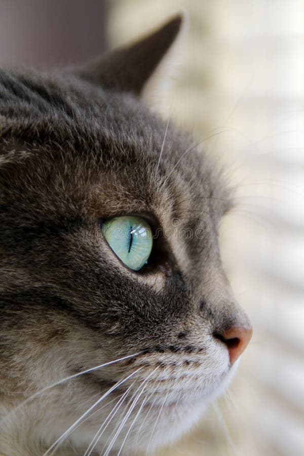 Cat stock image. Image of look, eyelid, eyes, whiskers - 35833097