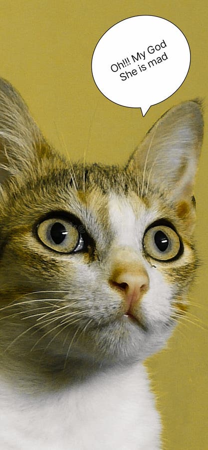 Cat imagine stock photo. Image of animal, imagination - 248372382