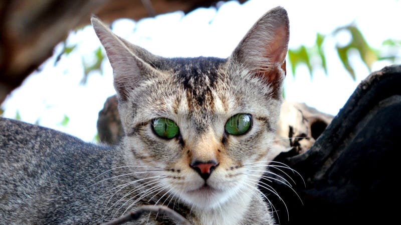 Cat Indian stock image. Image of kolkata, bengal, west - 89448883