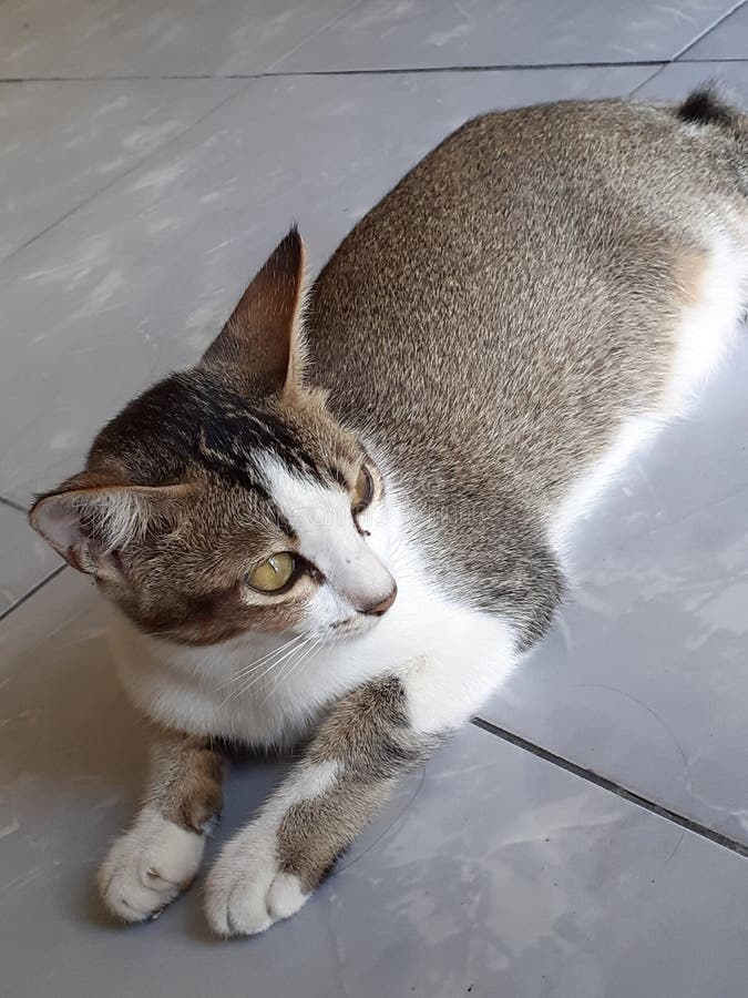 Cat Indonesian stock photo. Image of skin, wildcat, mammal - 227456138