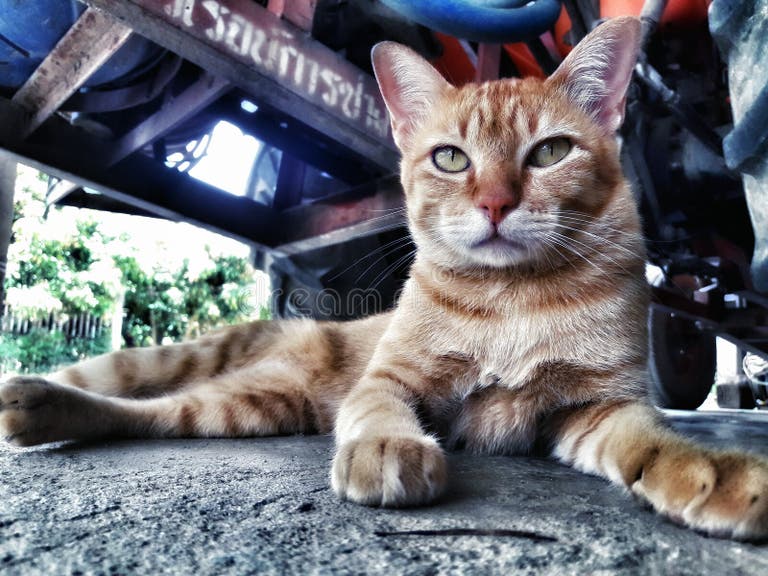 Cat Indy stock photo. Image of love, indy, animal - 76992430