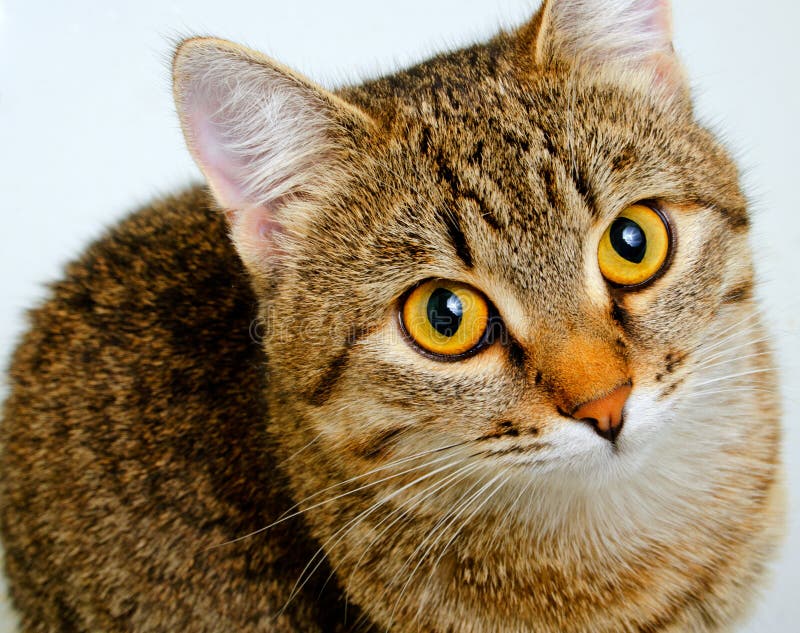 Cat inquiring look. stock image. Image of mammal, look - 47289367