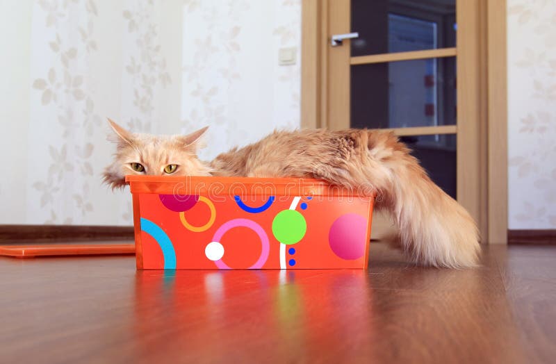 Cat inside a box stock photo. Image of home, container - 58285838