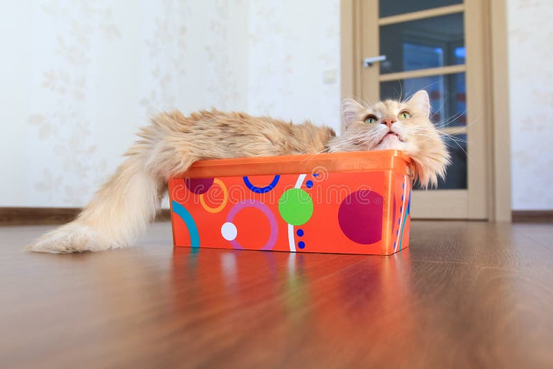 Cat inside a box stock image. Image of feline, home, domestic - 58285851