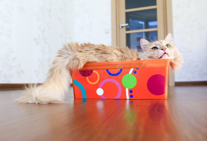 Cat inside a box stock photo. Image of hide, domestic - 58285860