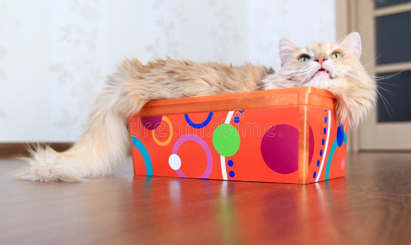 Cat inside a box stock image. Image of domestic, hide - 58285861