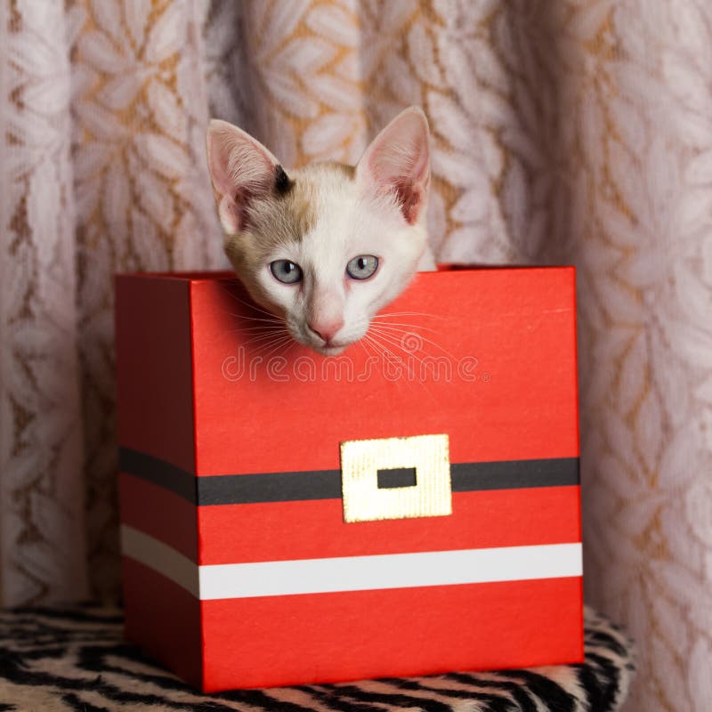 Cat Inside a Box - Schrodinger Cat Stock Photo - Image of physics ...