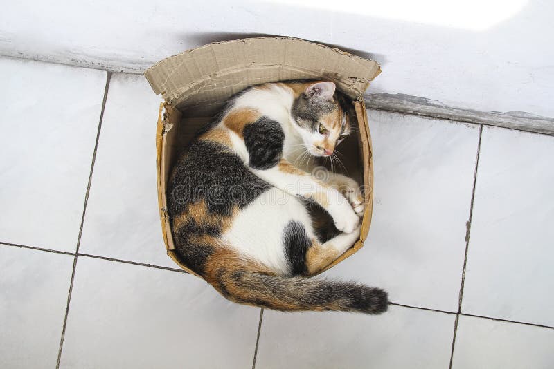 Cat Inside a Box stock image. Image of small, tortoiseshell - 82916201
