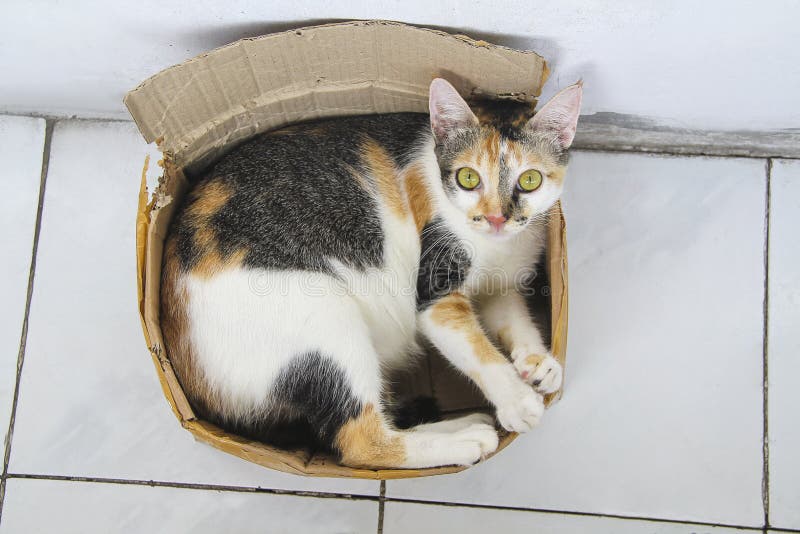 Cat Inside a Box stock image. Image of inside, small - 82914915
