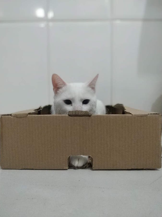 Cat Inside Brown Boxe stock photo. Image of vesgo, gato - 158759902