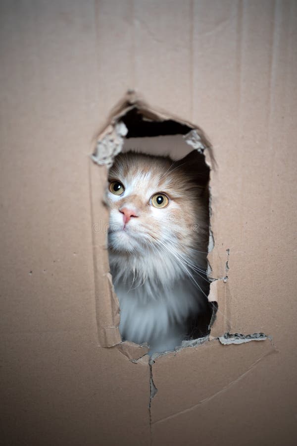 Cat Inside of Cardboard Box Looking through Hole Stock Image - Image of ...