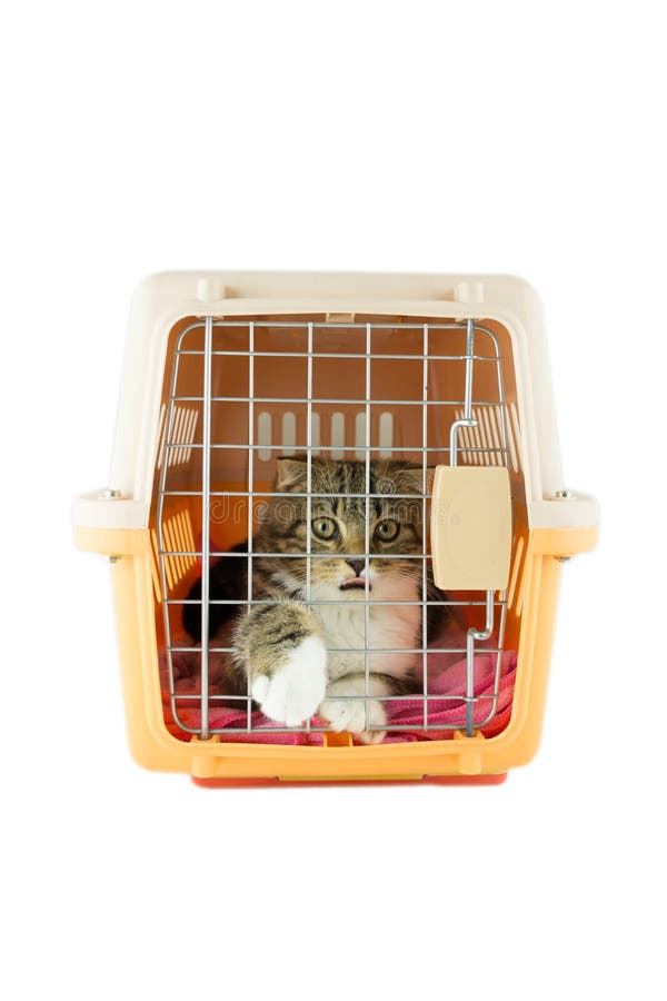 Cat Inside a Cat Carrier Box Stock Photo - Image of fold, care: 40047314