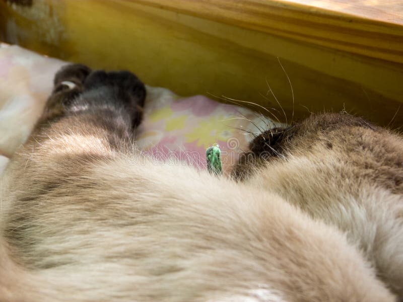 Cat inside home stock photo. Image of fluffy, vertebrate - 146190808