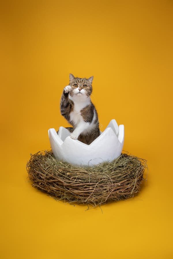 Cat Inside of White Easter Egg on Yellow Background with Copy Space ...