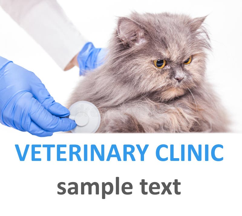 Cat on the Inspection in Veterinary Clinic Stock Image - Image of ...
