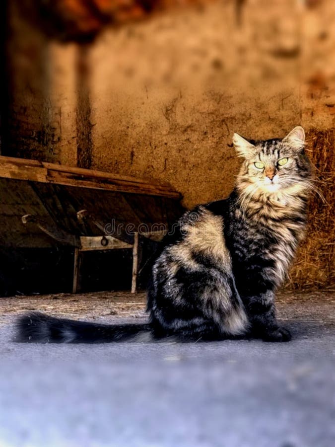 A cat with an intense gaze stock image. Image of farm - 131863381