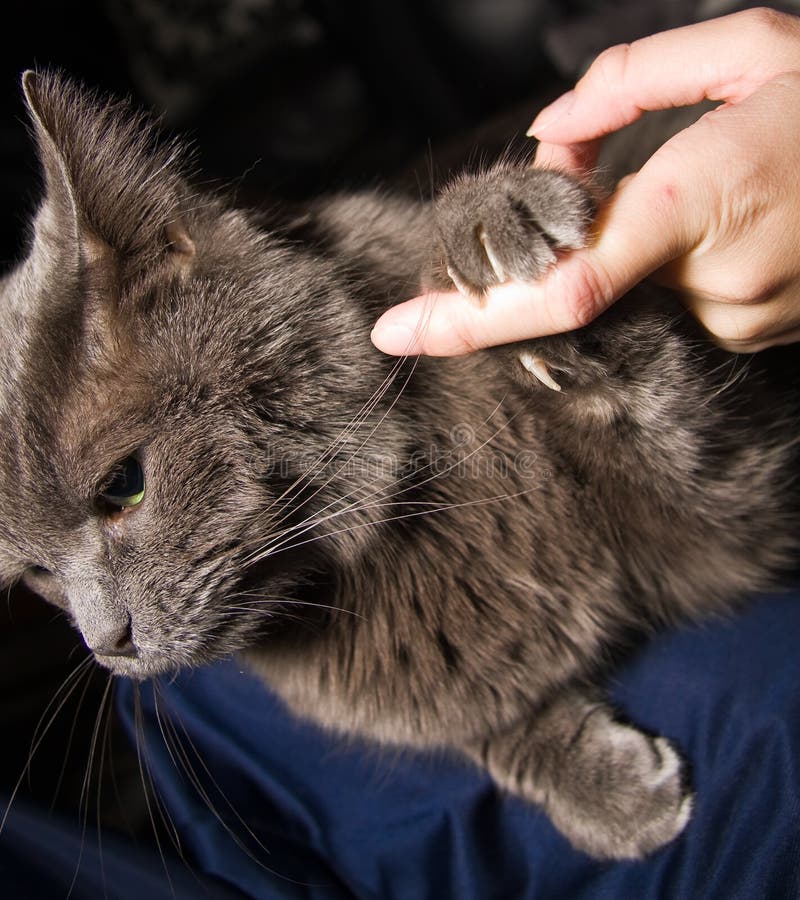 Cat interaction stock image. Image of black, claws, nice - 7007911