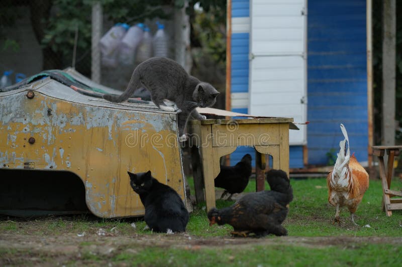 Cats and chicken stock image. Image of mammal, cats - 274509691